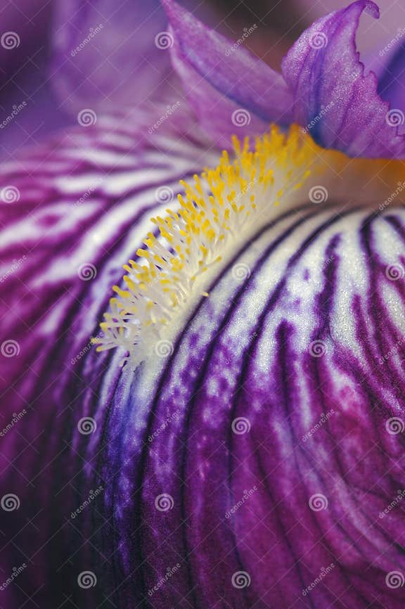 Iris stock image. Image of flower, nature, violet, iris - 4899035