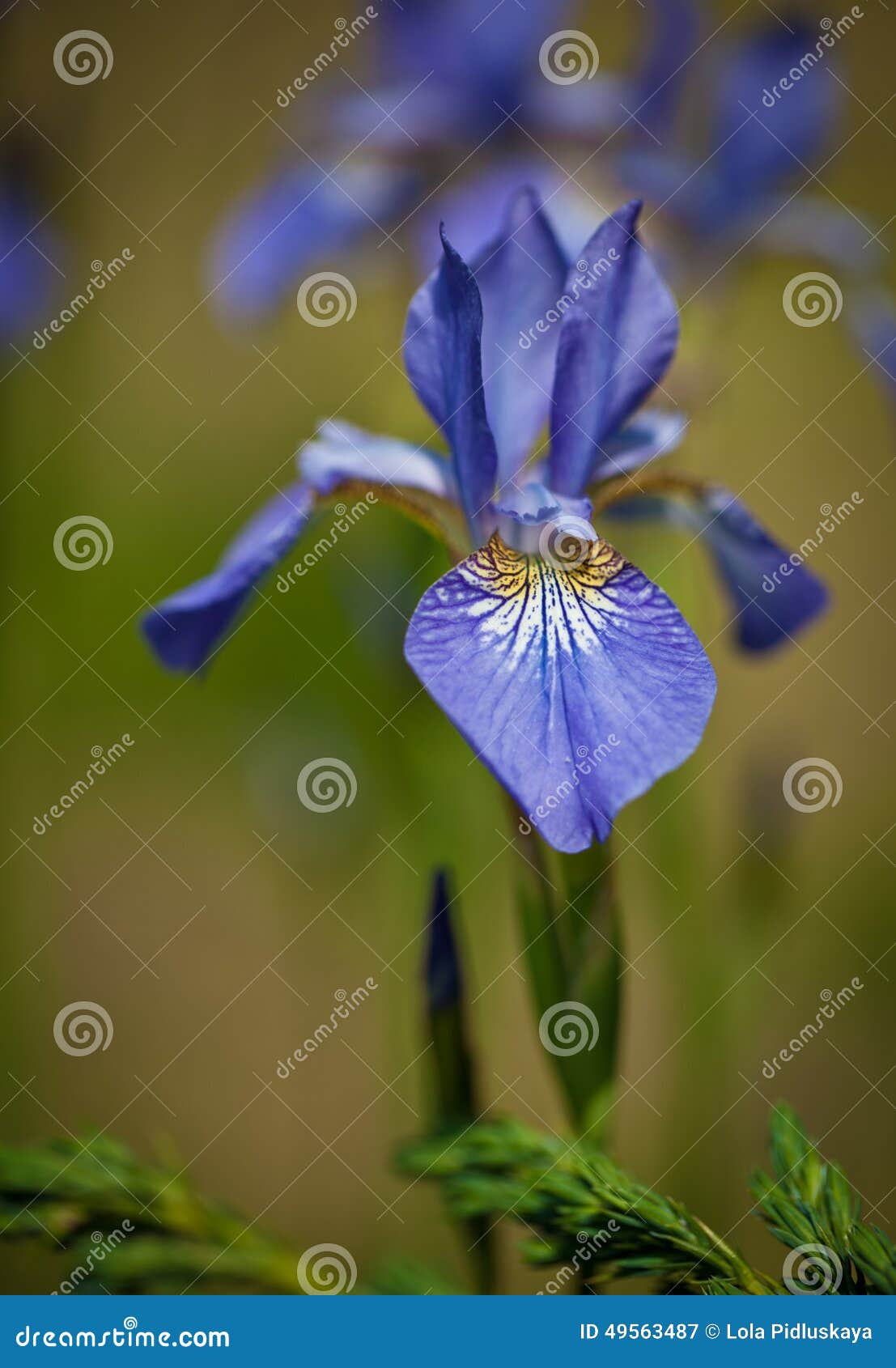 Iris fotografering för bildbyråer. Bild av mjukhet, fält - 49563487