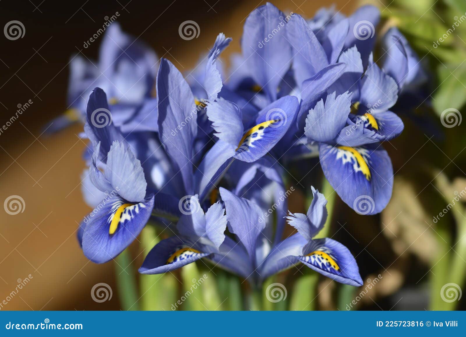 Iris Alida stock photo. Image of botany, leaf, flower - 225723816
