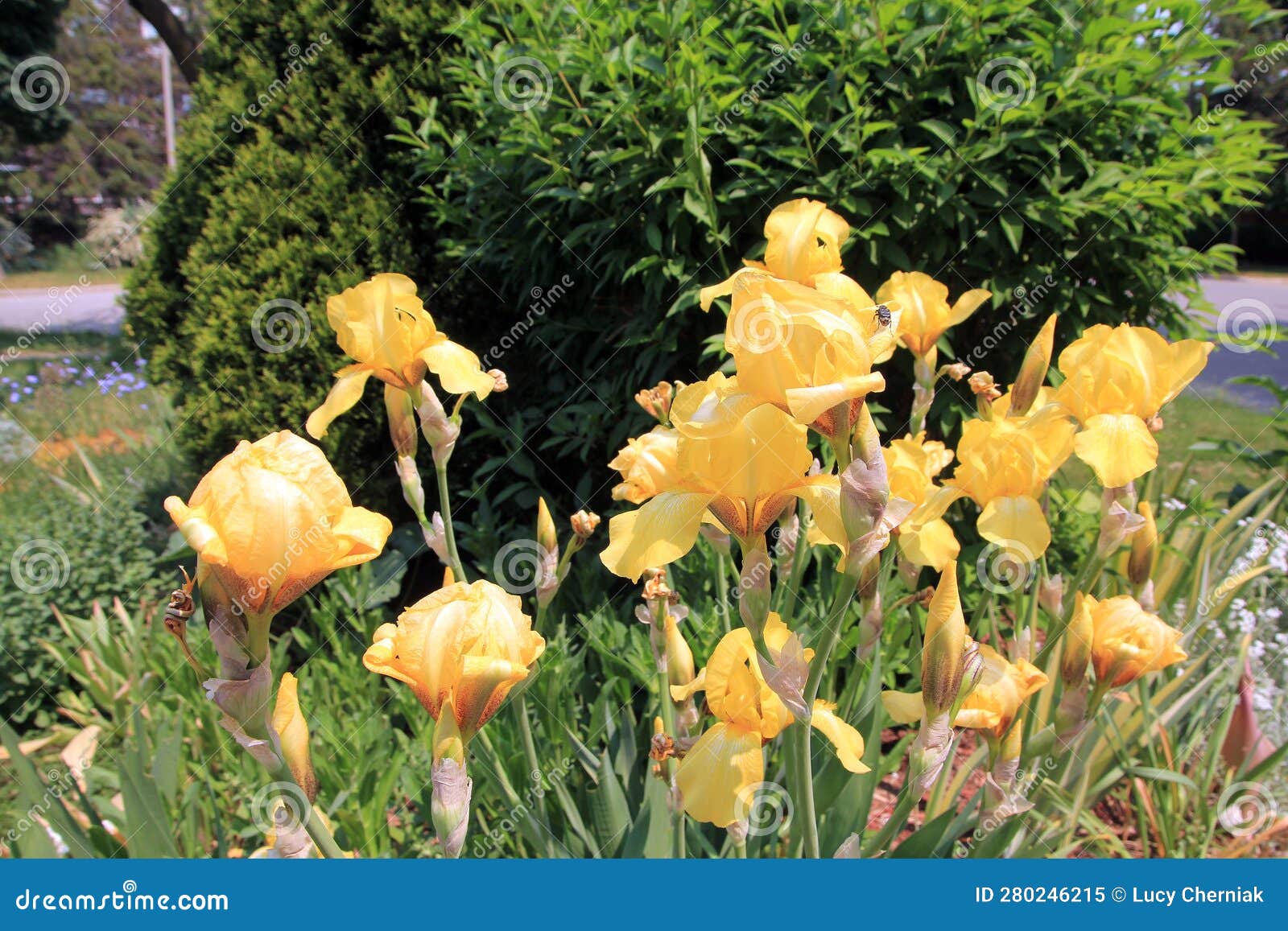 Iris amarillo imagen de archivo. Imagen de amarillo - 280246215