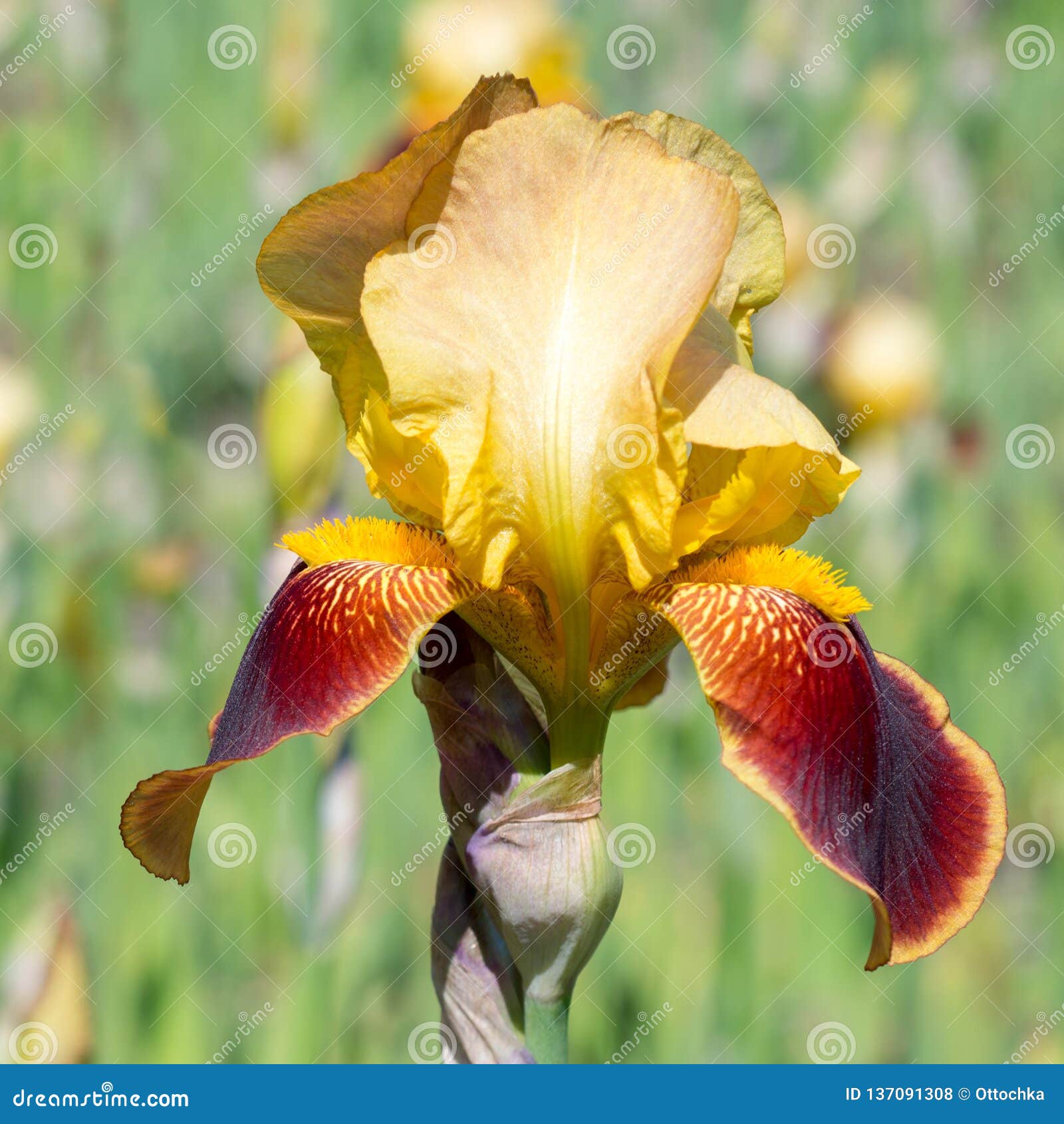 Iris amarillo de la flor foto de archivo. Imagen de paisajismo - 137091308