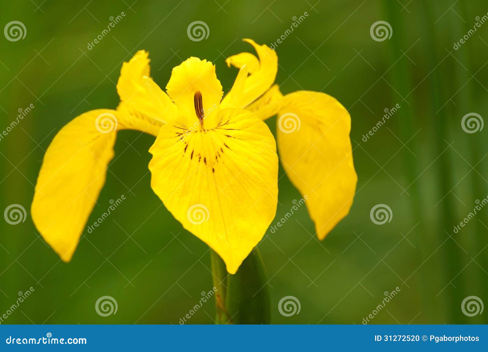 Iris Amarillo (pseudacorus Del Iris) Foto de archivo - Imagen de polen ...