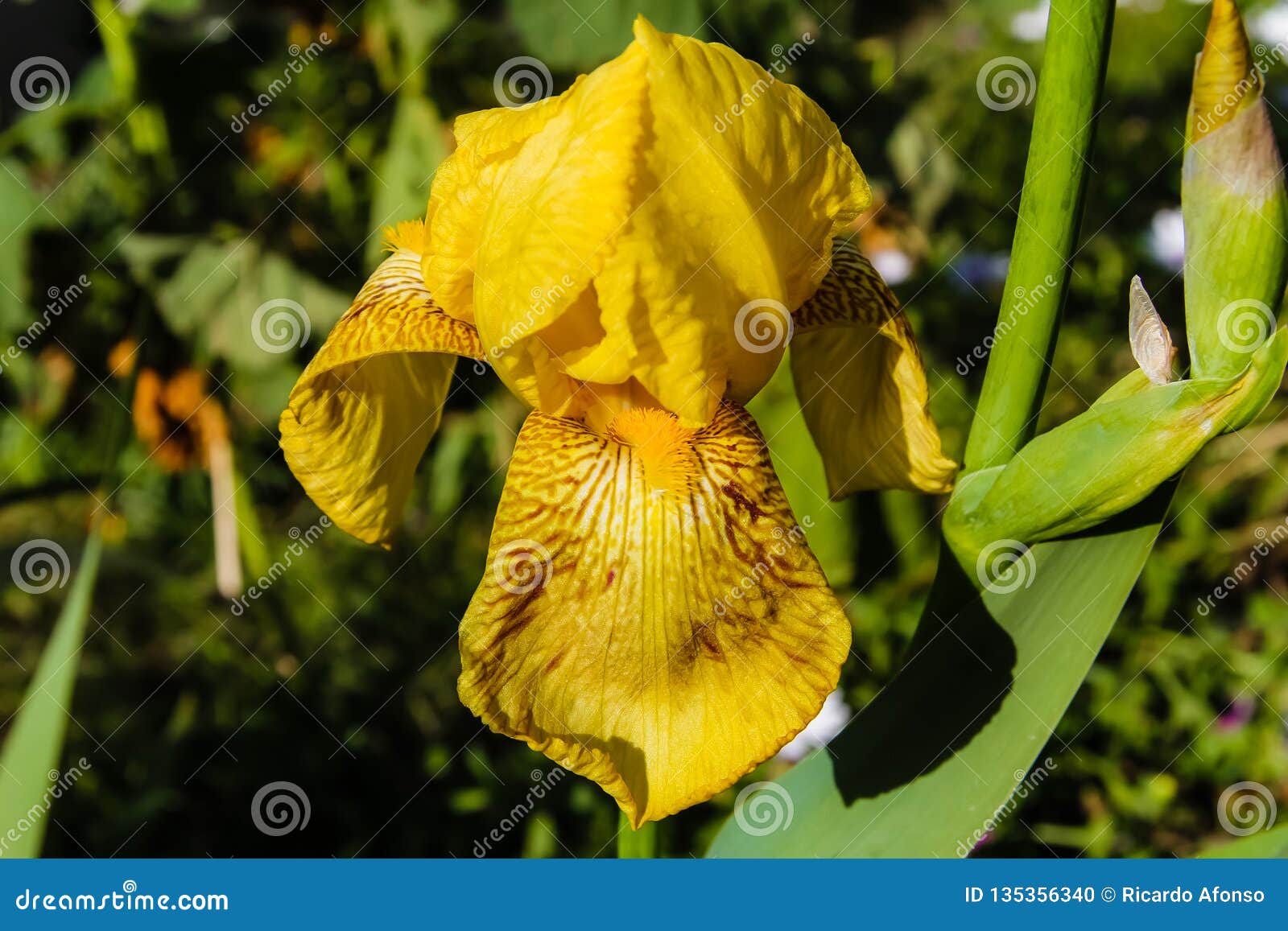 Iris Amarillo Que Sorprende Foto de archivo - Imagen de verde, pétalo ...