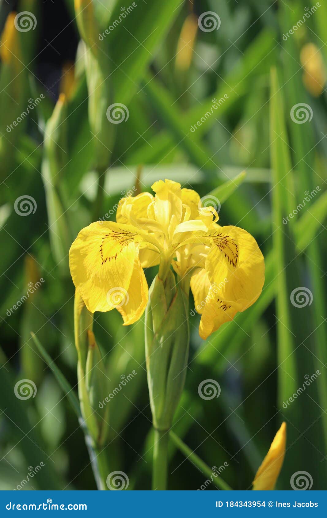 Iris amarillo foto de archivo. Imagen de costa, amarillo - 184343954
