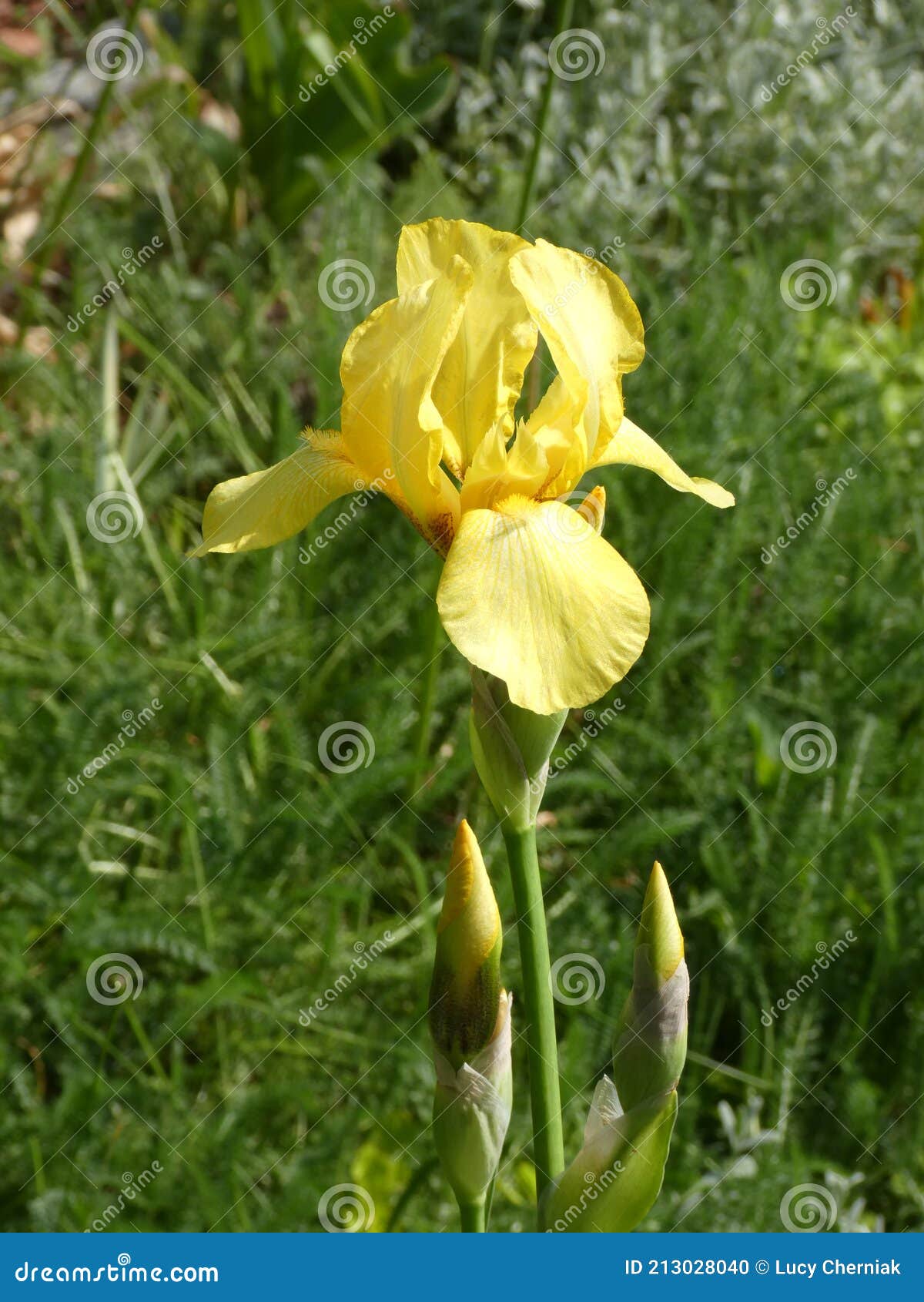 Iris amarillo foto de archivo. Imagen de cubo, hierba - 213028040