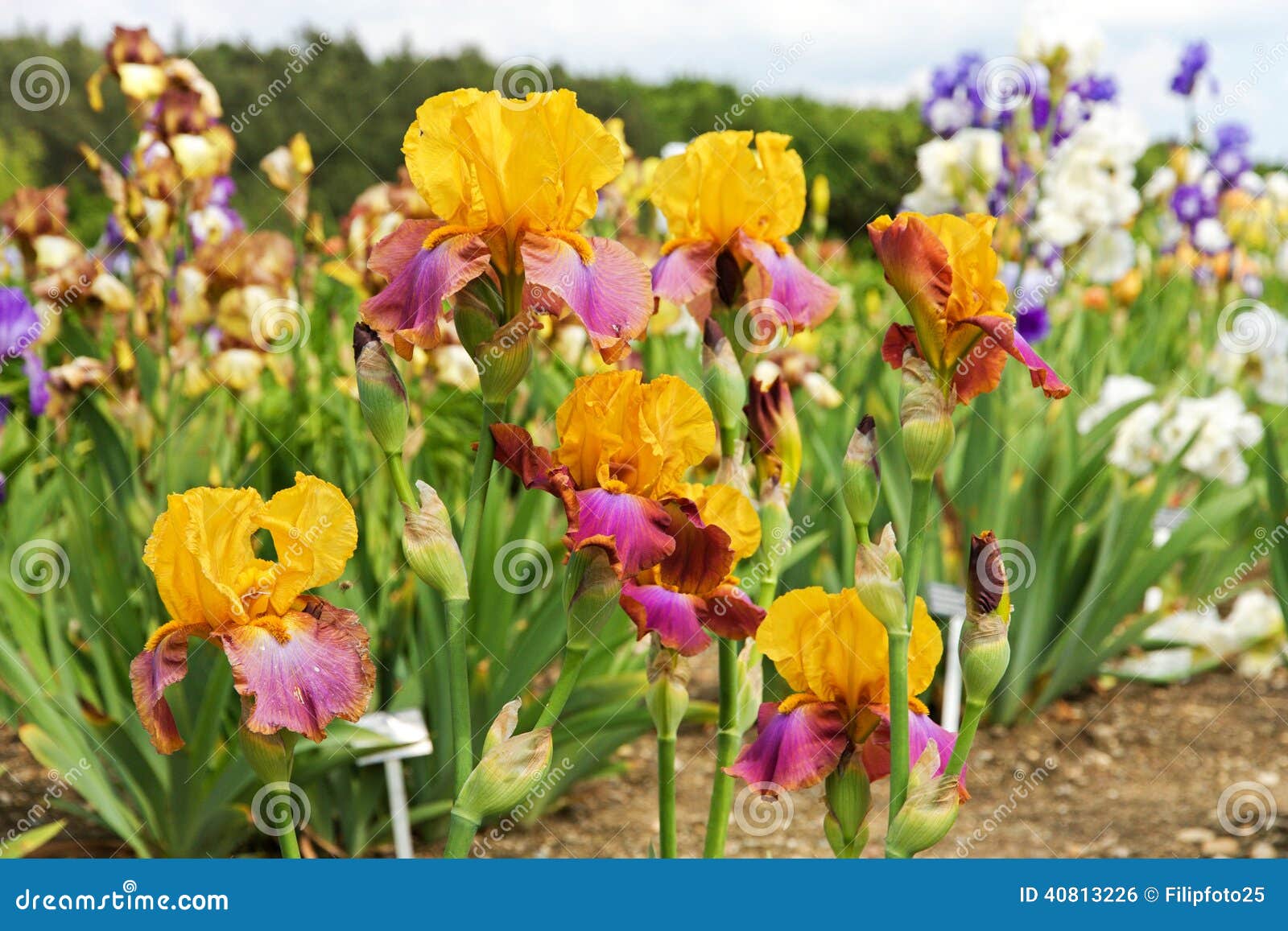 Iris amarillos foto de archivo. Imagen de flora, planta - 40813226