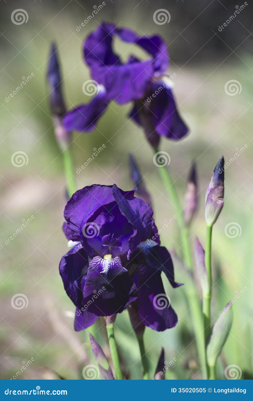 Iris azul imagen de archivo. Imagen de resorte, flor - 35020505