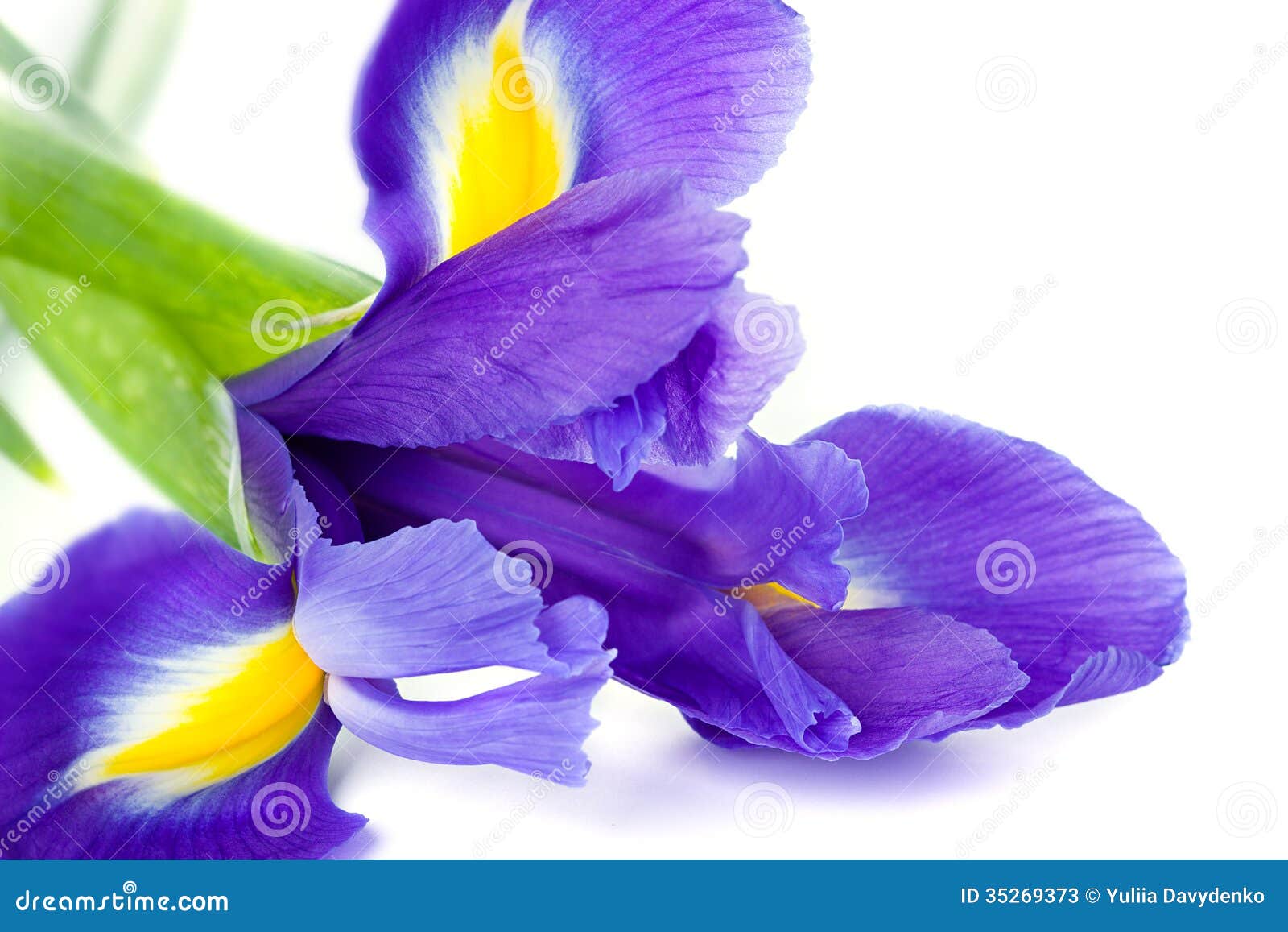 Iris azul imagen de archivo. Imagen de tallo, ramillete - 35269373