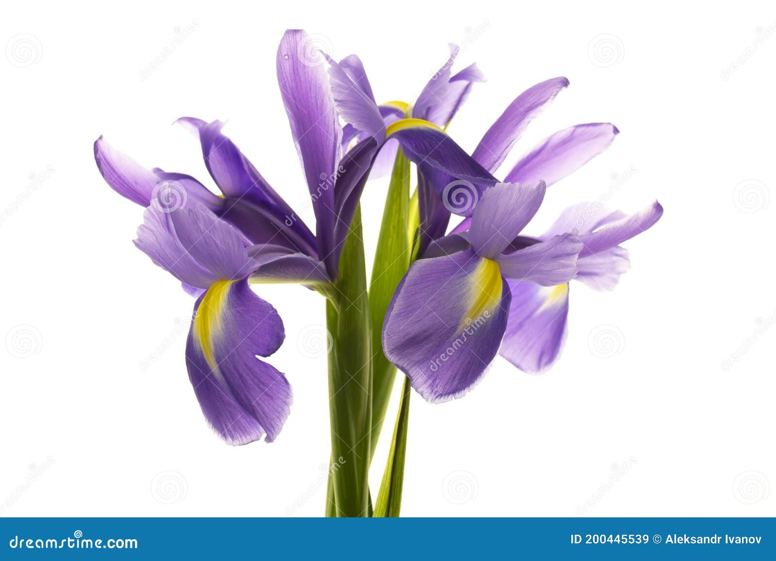 Iris Azules Aislados En Un Fondo Blanco Imagen de archivo - Imagen de ...