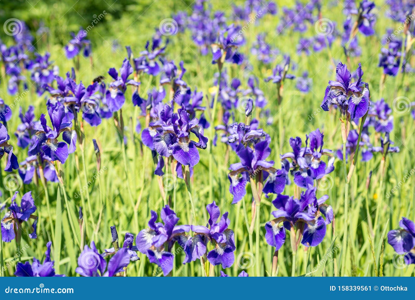 Iris azules de flores imagen de archivo. Imagen de floral - 158339561
