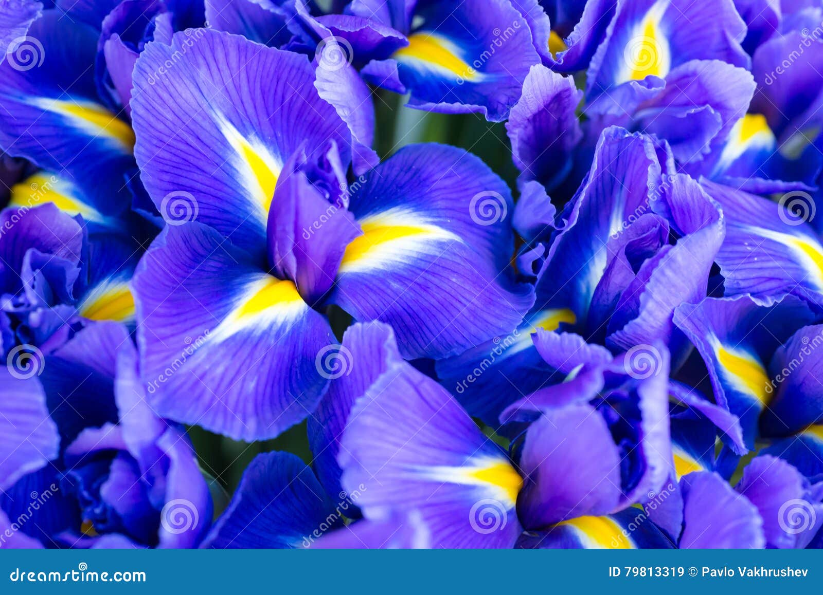 Iris azules de la flor imagen de archivo. Imagen de flora - 79813319