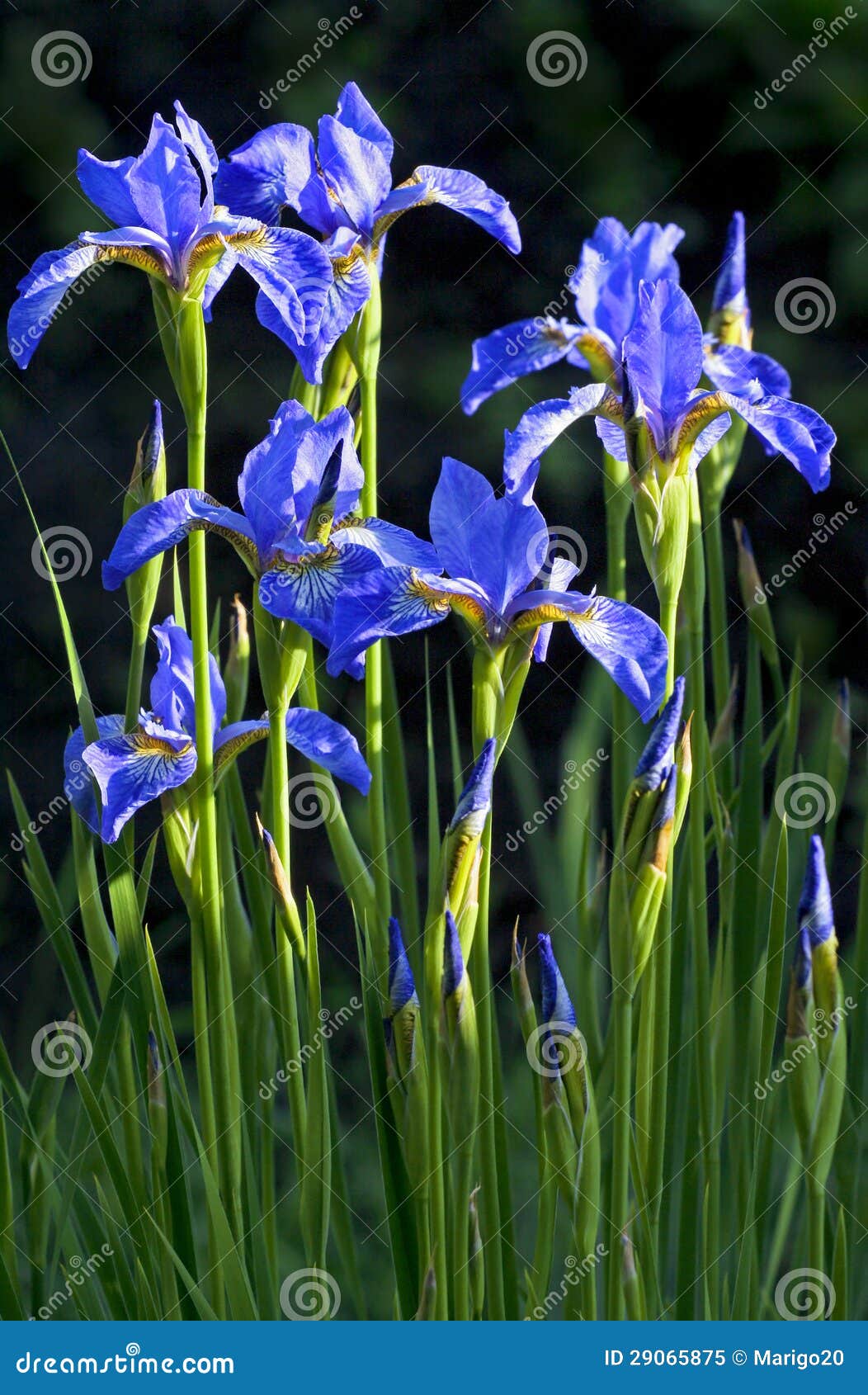 Iris azules de las flores. imagen de archivo. Imagen de vivo - 29065875