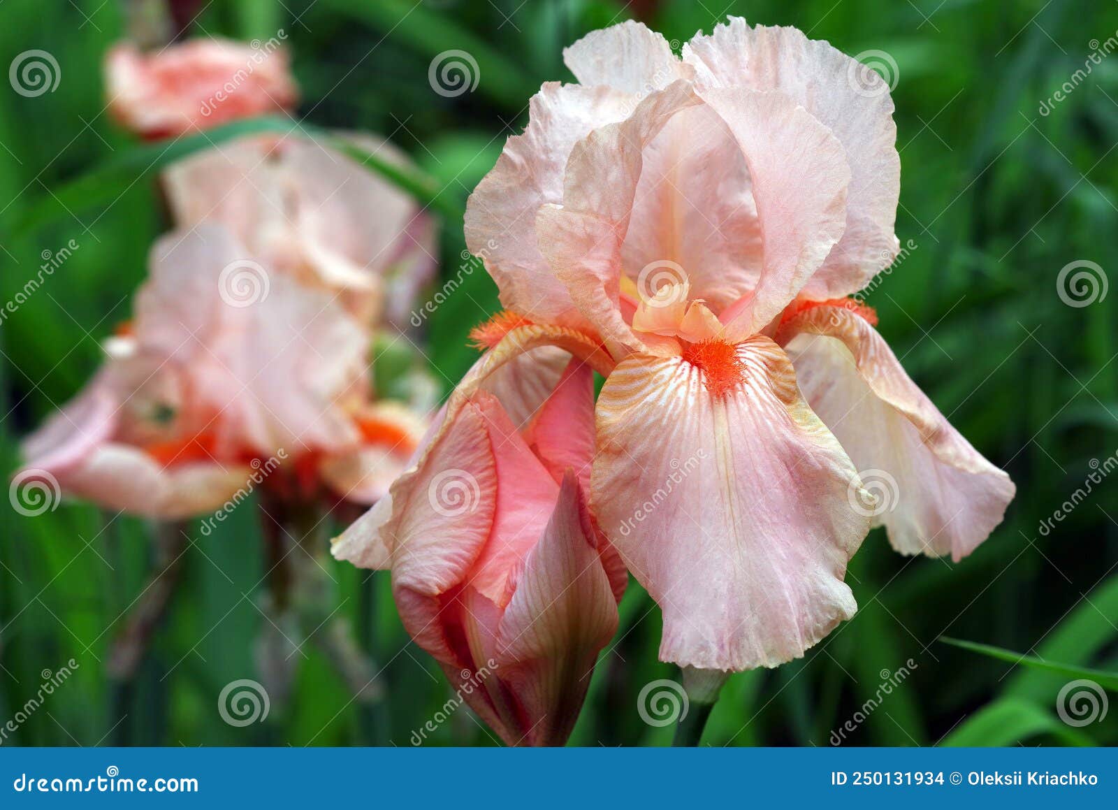 Iris Beige Tendre. Fleurs D'iris Dans Le Jardin. Photo stock - Image du frais, floraison: 250131934