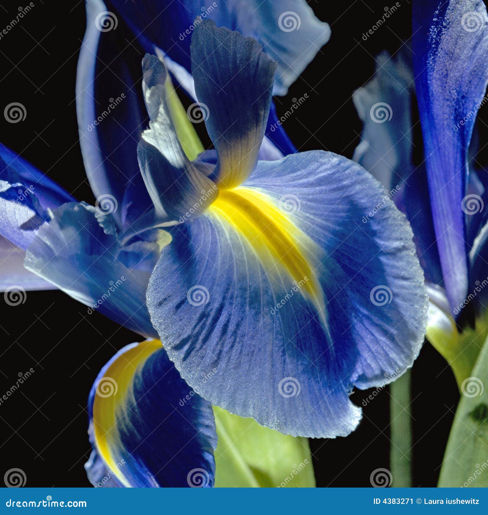 Iris on black stock image. Image of closeup, bloom, backlight - 4383271