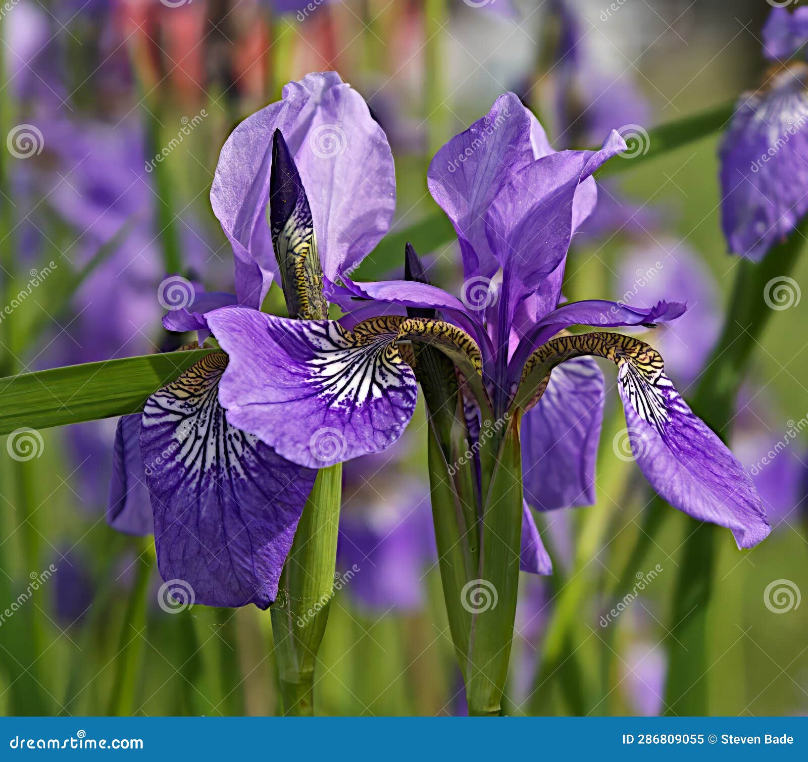 Iris in bloom stock image. Image of flowers, plant, spring - 286809055