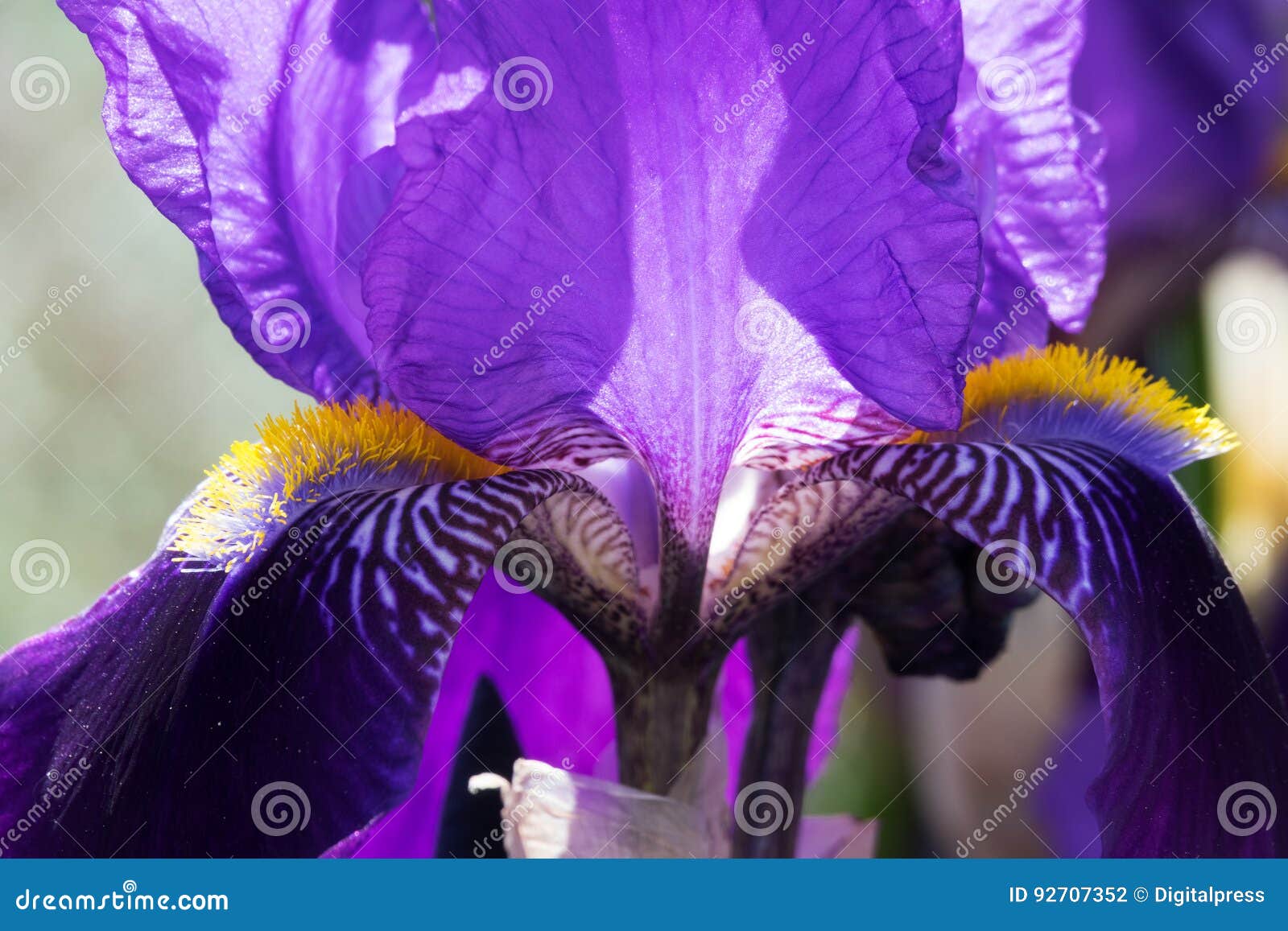 Iris in Bloom stock photo. Image of iris, nature, flower - 92707352
