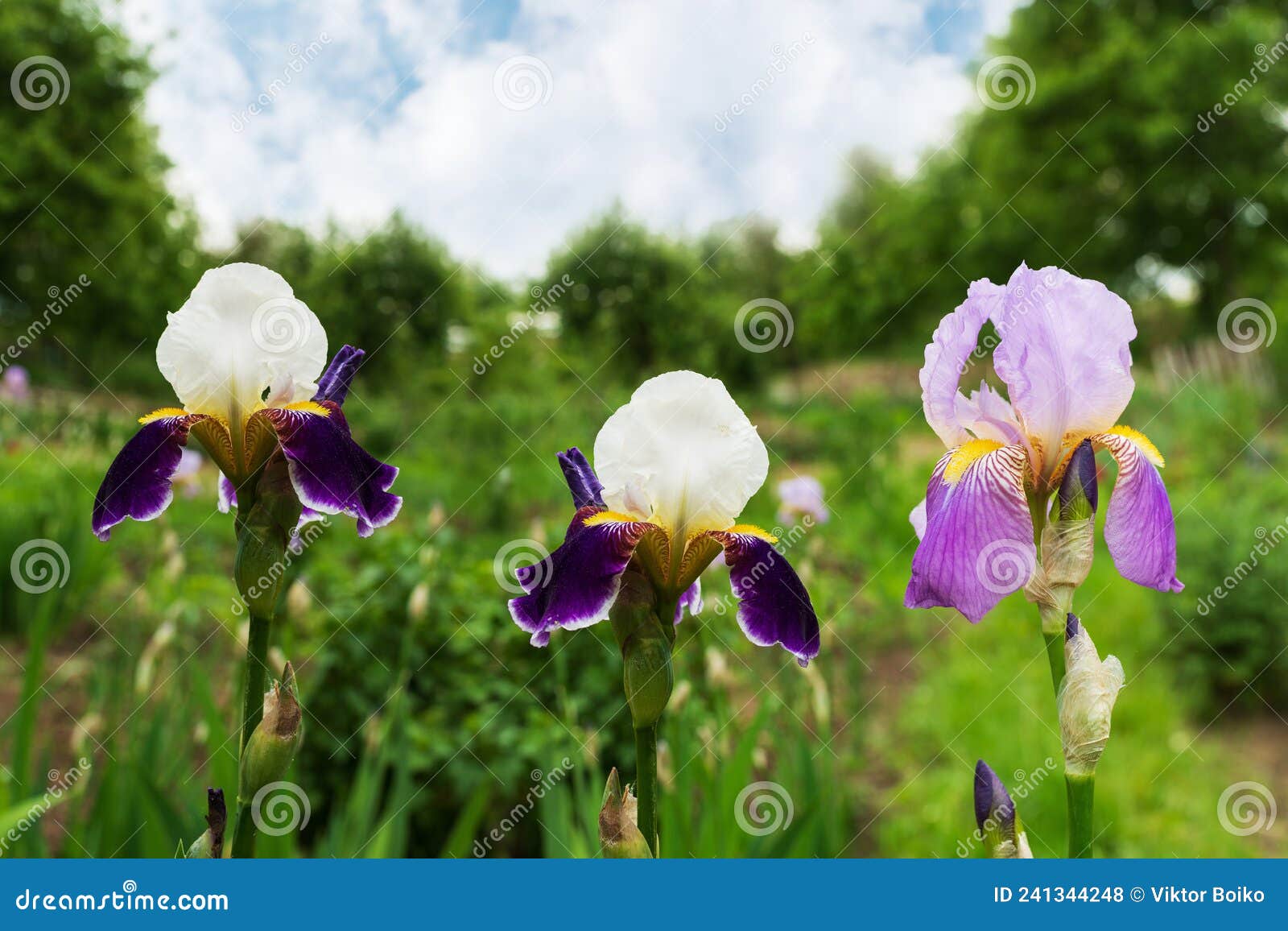 Iris Bloom in Spring on a Country Plot Stock Photo - Image of beautiful ...