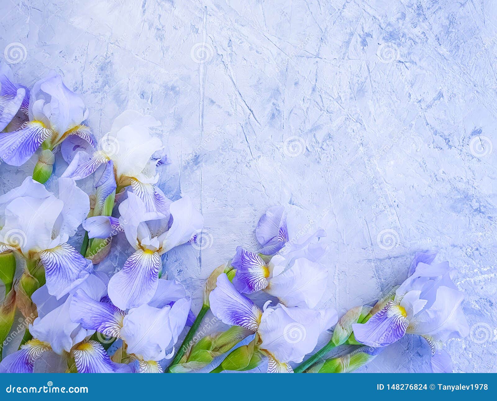 Iris Blooming Flower Arrangement on Gray Concrete Background Frame ...