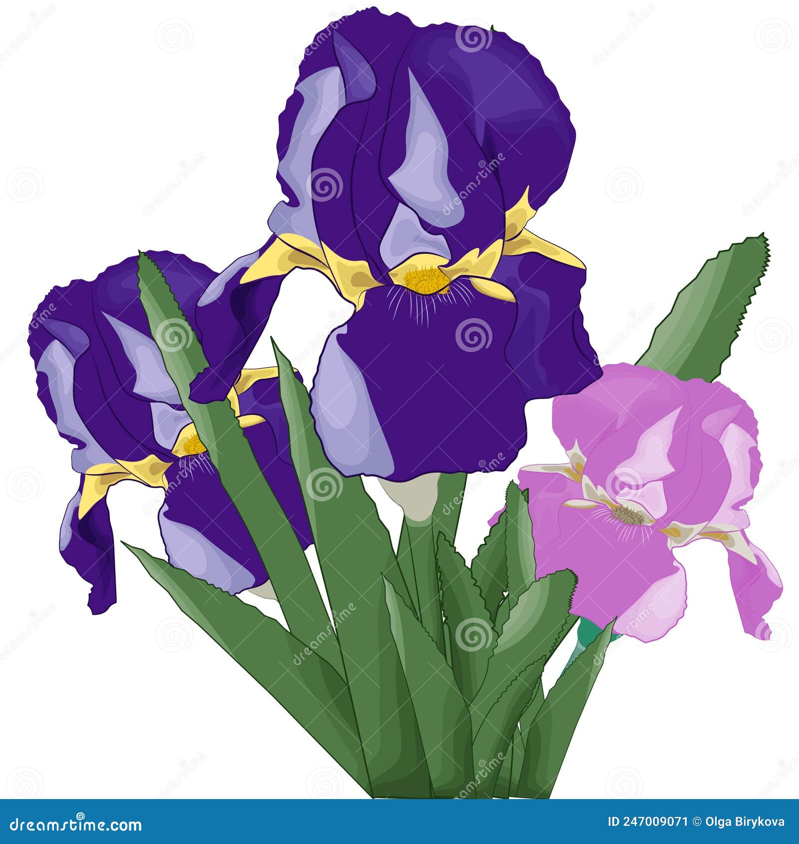 Iris stock illustration. Illustration of seasonal, plant - 247009071