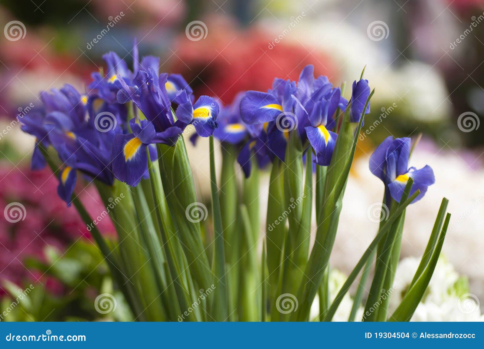 Iris blue flowers stock photo. Image of happy, bouquet - 19304504