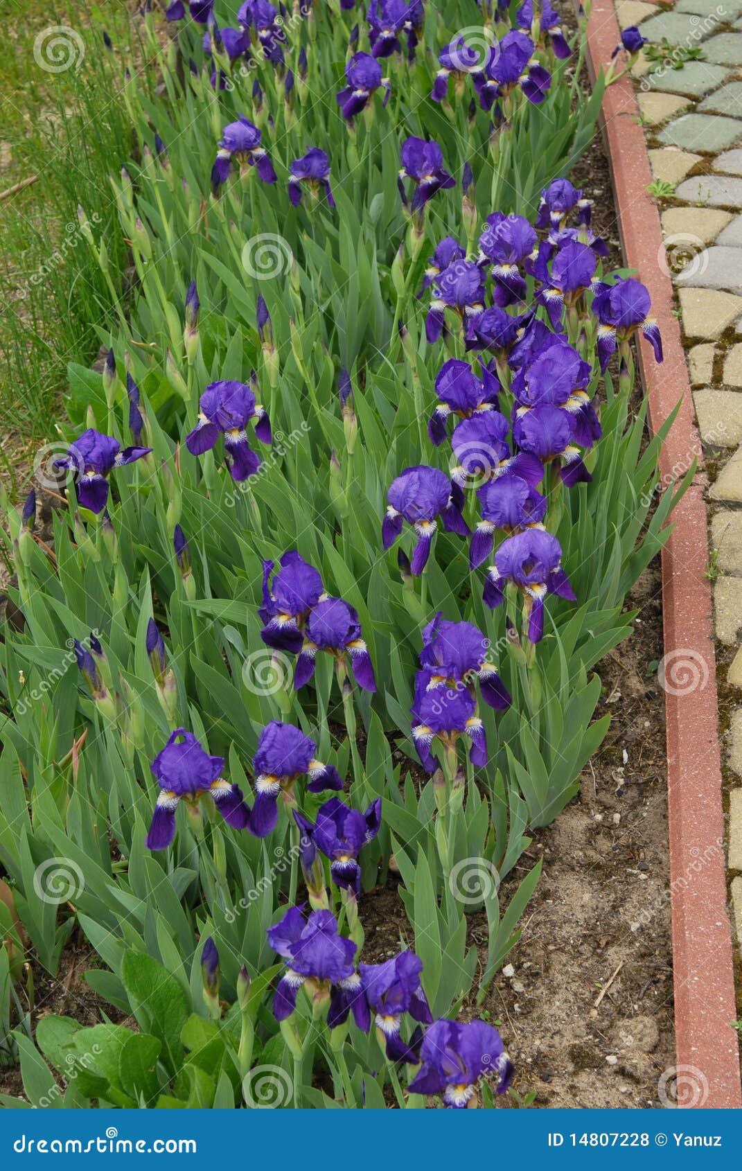 Iris Blumen stockfoto. Bild von frühling, purpurrot, nave - 14807228