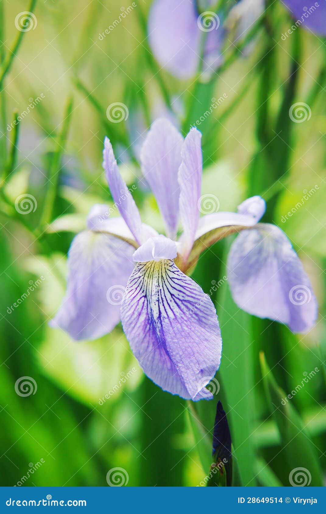 Iris Blumen stockfoto. Bild von flach, blau, wachstum - 28649514