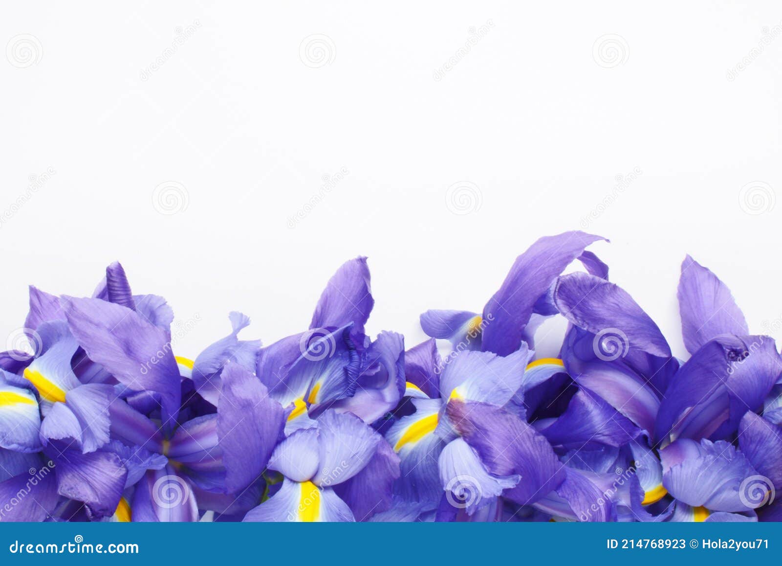 Iris border stock image. Image of closeup, vibrant, copy - 214768923