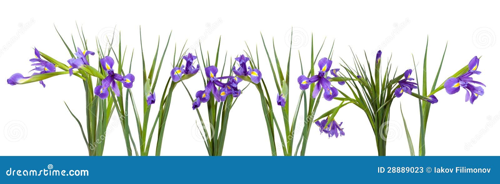 386 Blue Iris Flower Border White Background Stock Photos - Free ...