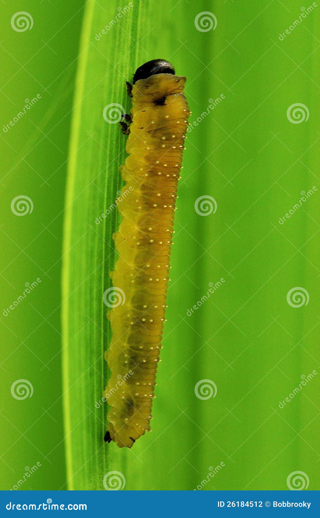 Iris Borer (Macronoctua Onusta) Stock Photo - Image of nature, insect ...