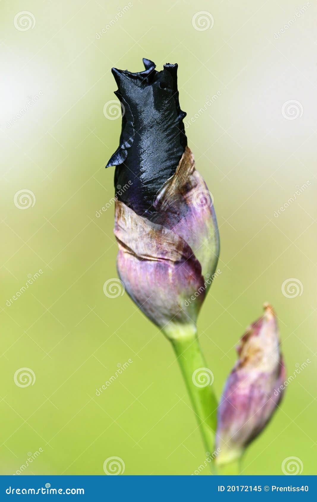 Iris bulb stock image. Image of closeup, nice, background - 20172145