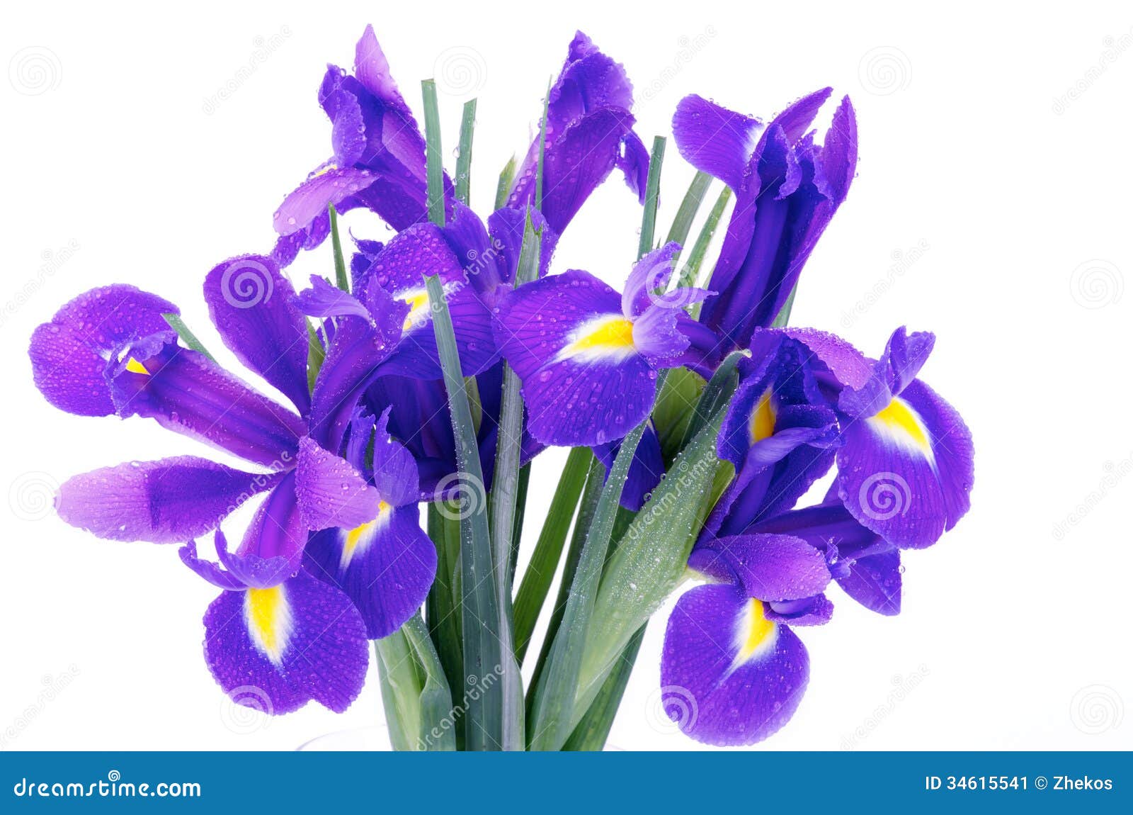 Iris Bunch stock image. Image of garden, macro, flower - 34615541