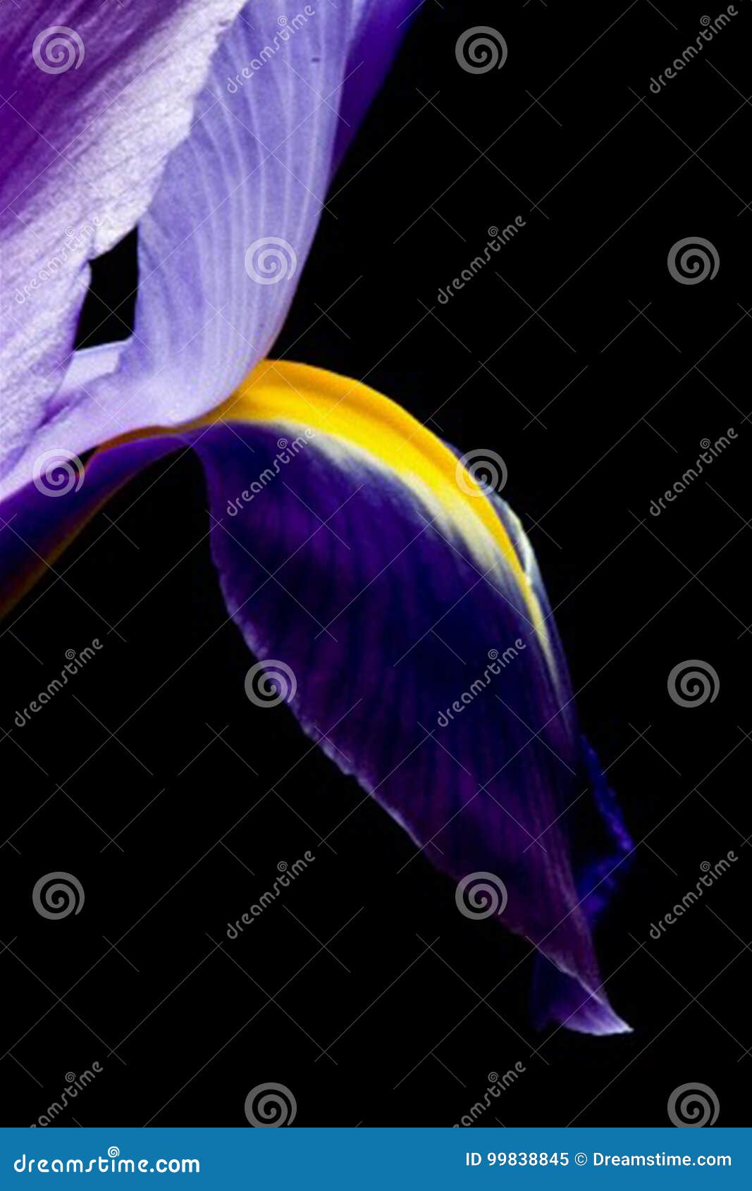 Iris Close Up Side View stockbild. Bild von gelb, leuchte - 99838845