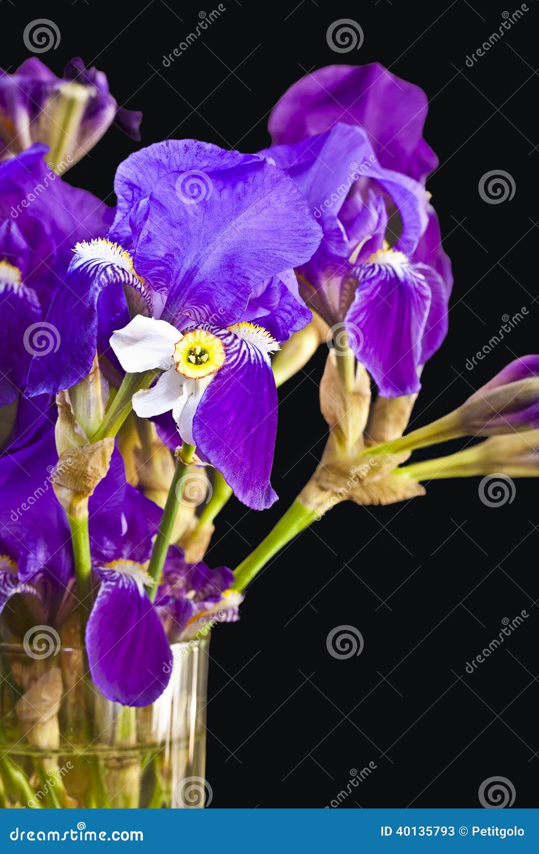 Iris croatica stock image. Image of irisations, spring - 40135793