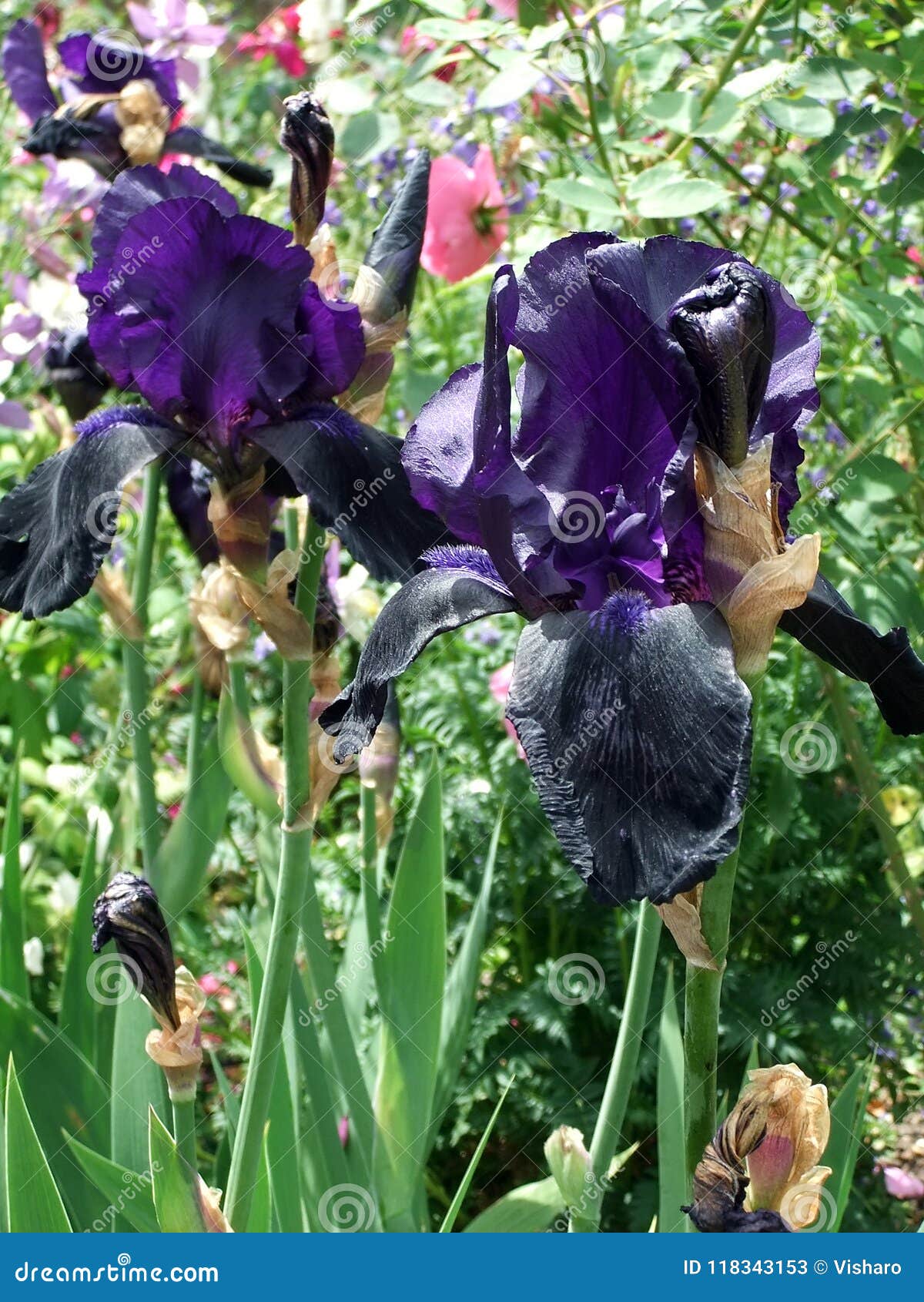 Bearded Purple Iris stock image. Image of closeup, botany - 118343153