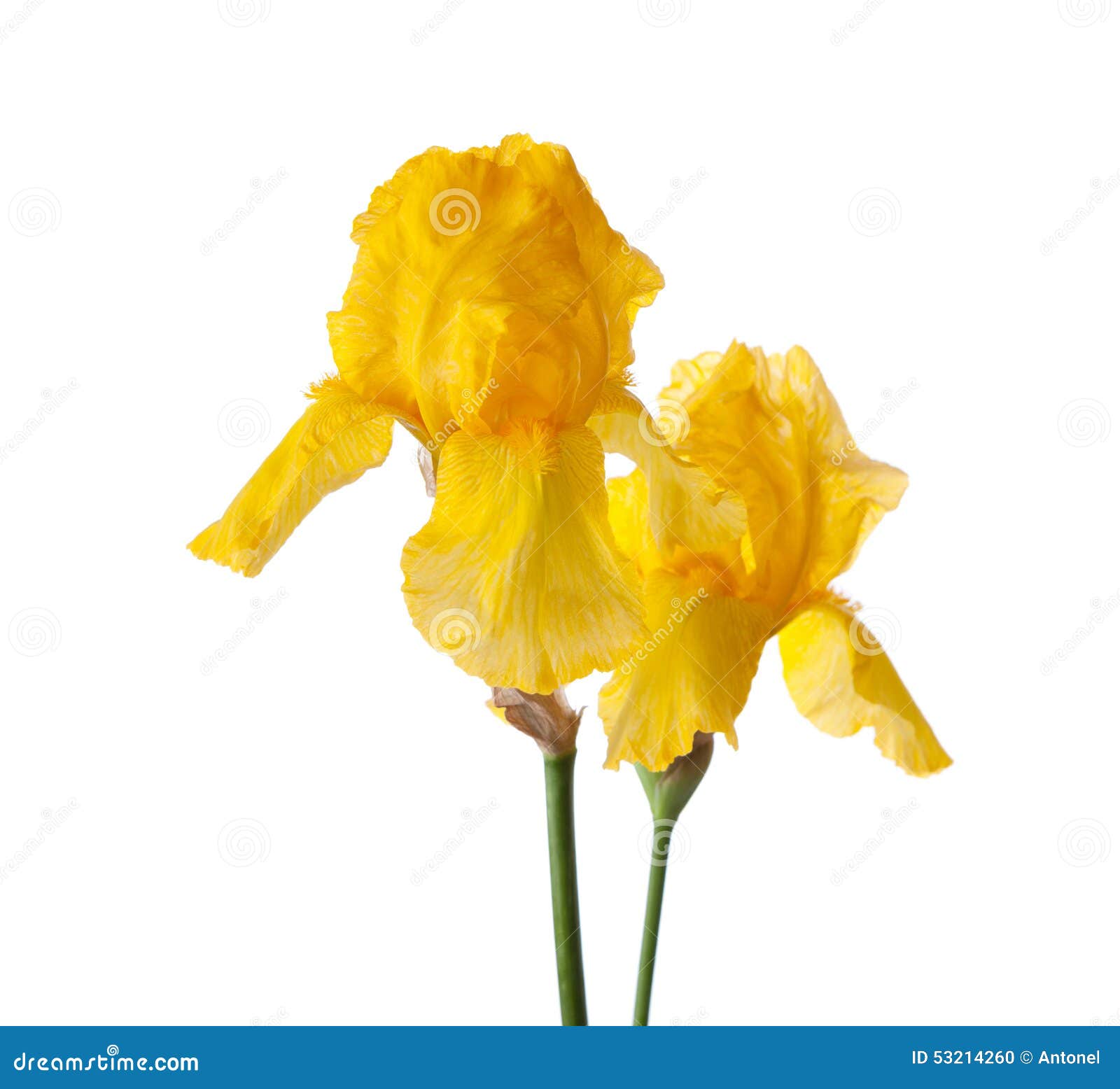 Iris croatica stock photo. Image of blooming, leaf, isolated - 53214260