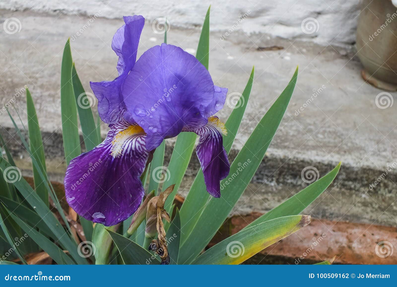 Iris De Color Morado Oscuro En Una Cama De Flor Foto de archivo ...
