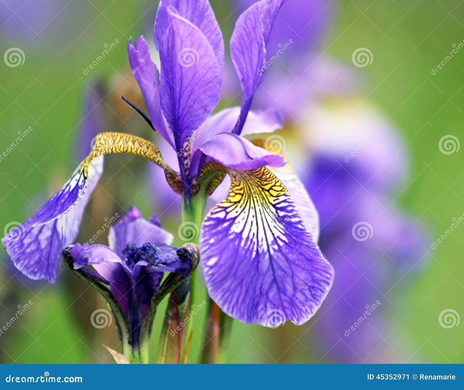 IRIS stock image. Image of yellow, bloom, pollen, nature - 45352971