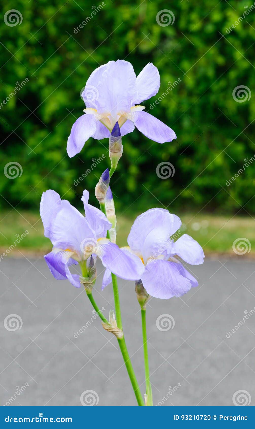 Iris Destiny flowers stock photo. Image of colour, flower - 93210720
