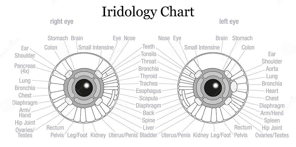 Iris Diagnosis Chart Eye Outline Ilustração do Vetor - Ilustração de ...