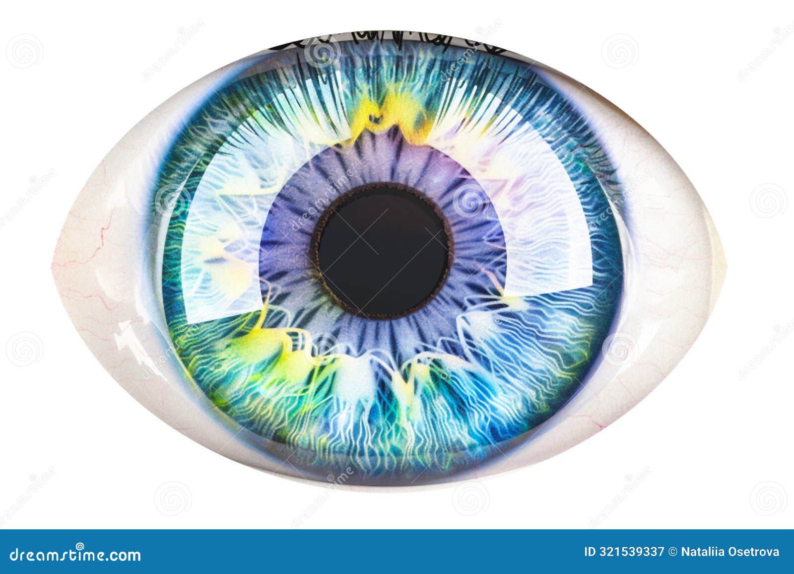 Iris and Eye are Painted in Bright Gradient Colors on White Background ...