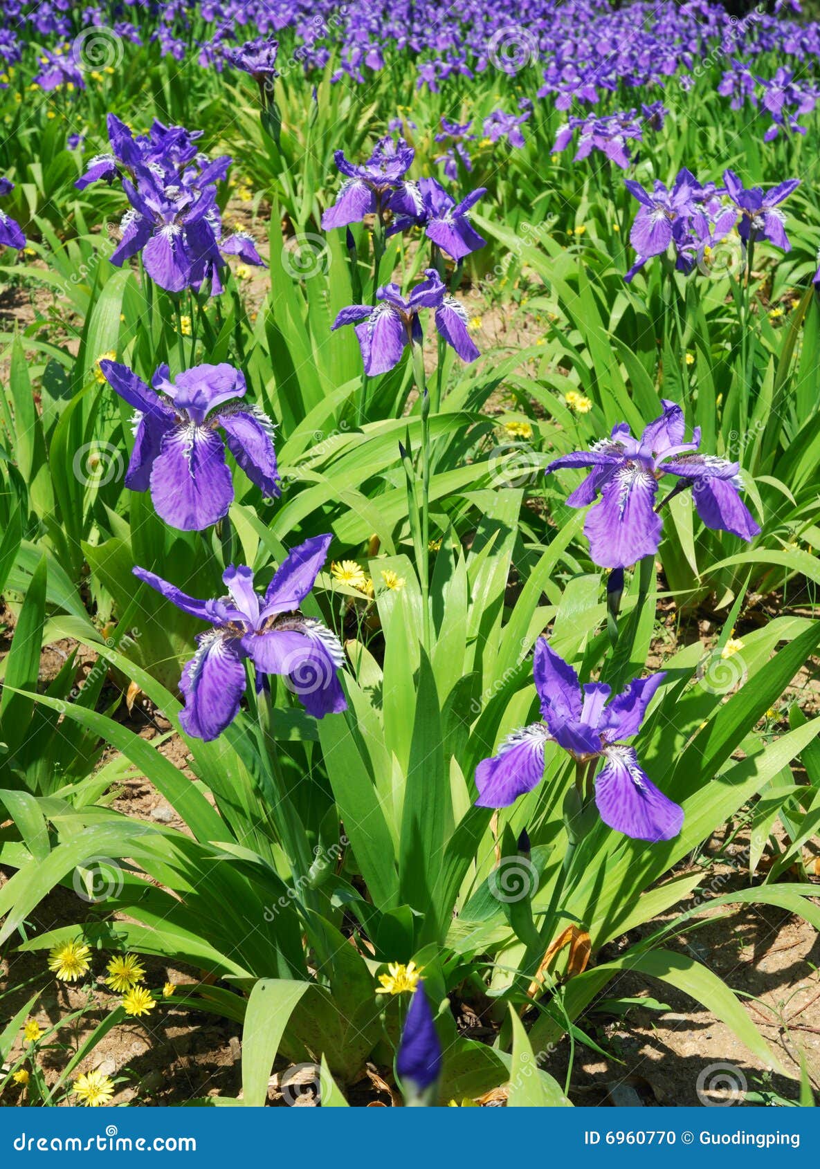 Iris field stock photo. Image of leaf, green, nature, bloom - 6960770