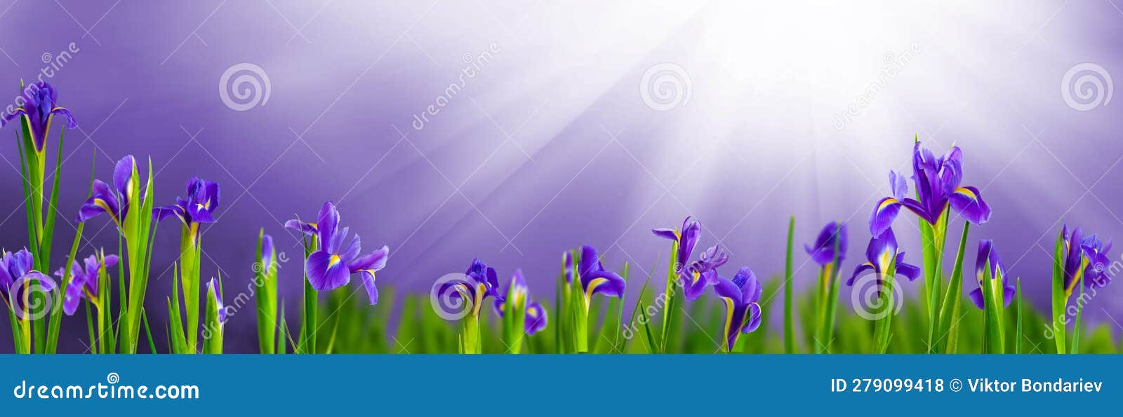 Iris Field on Abstract Purple Colorful Sunny Background Stock Photo ...