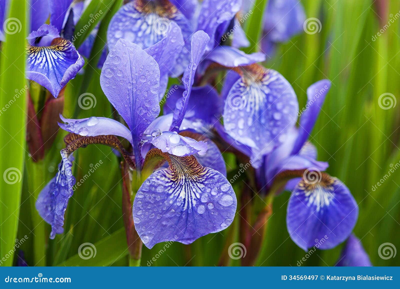 Iris field stock image. Image of saturated, full, focus - 34569497