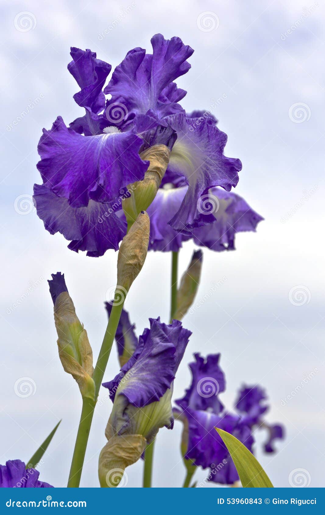Iris Field in Keizer Oregon. Stock Image - Image of keizer, place: 53960843