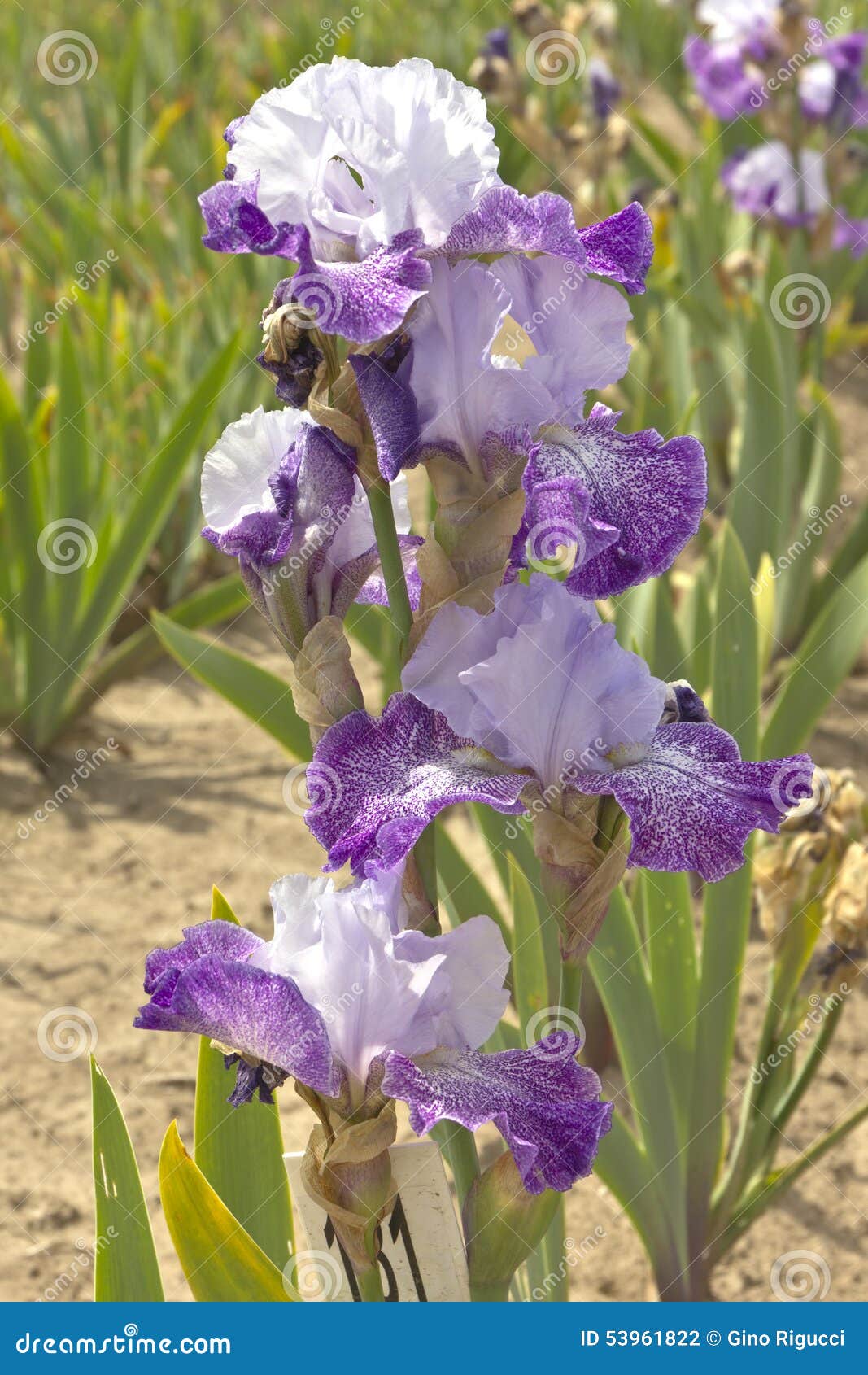 Iris Field in Keizer Oregon. Stock Photo - Image of fields, soil: 53961822