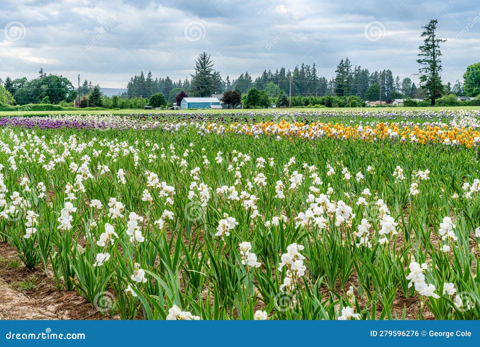 Iris Field Rows 6 stock photo. Image of flowers, ourdoors - 279596276