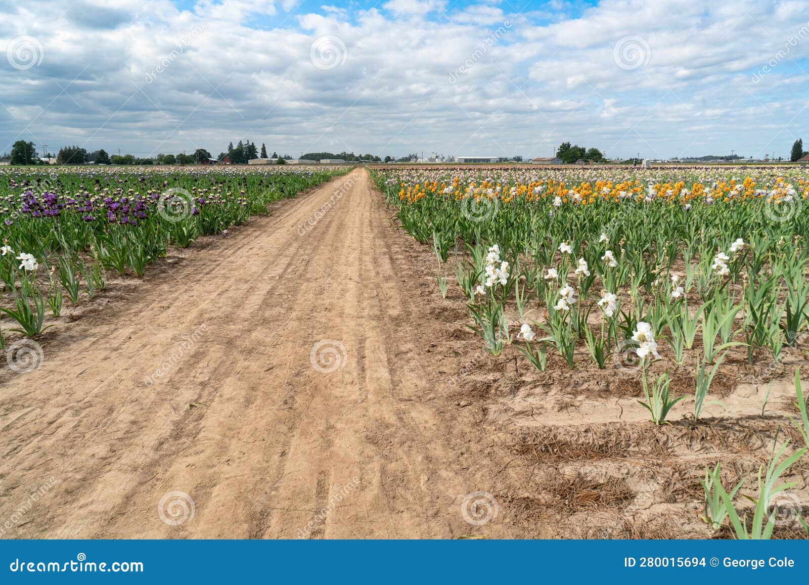 Iris Field Rows 5 stock photo. Image of state, salem - 280015694