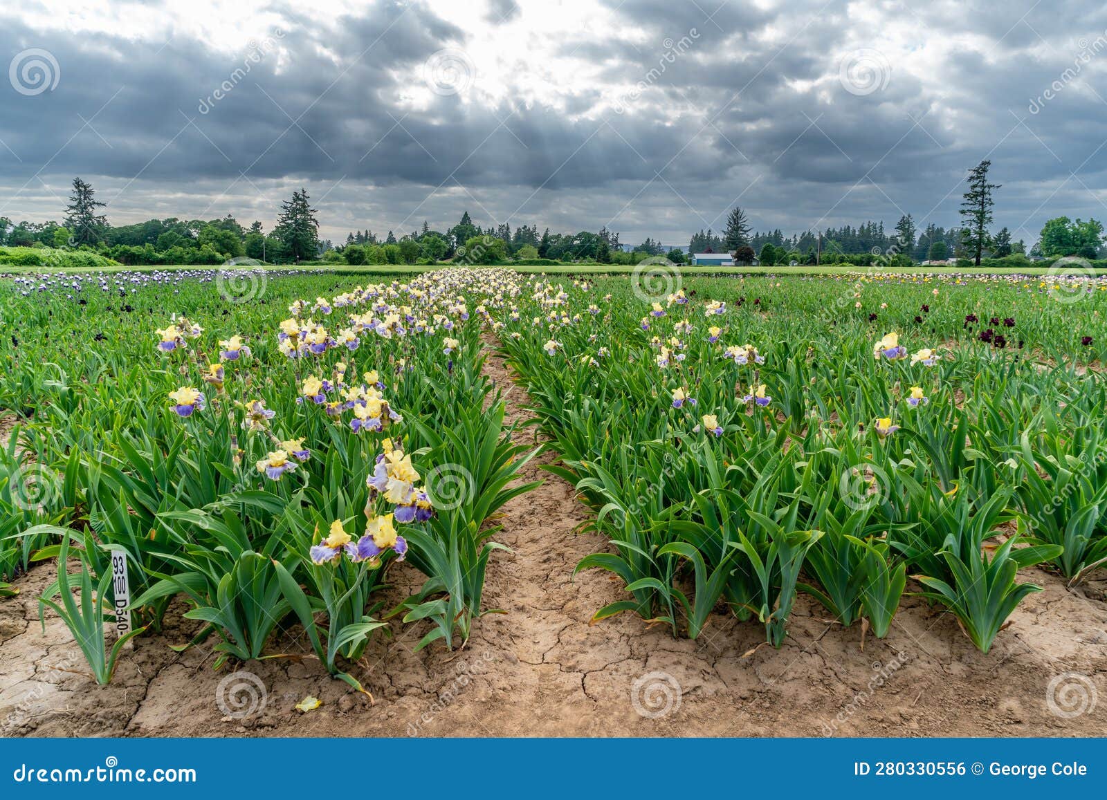 Iris Field Rows 3 stock photo. Image of flowers, scenic - 280330556