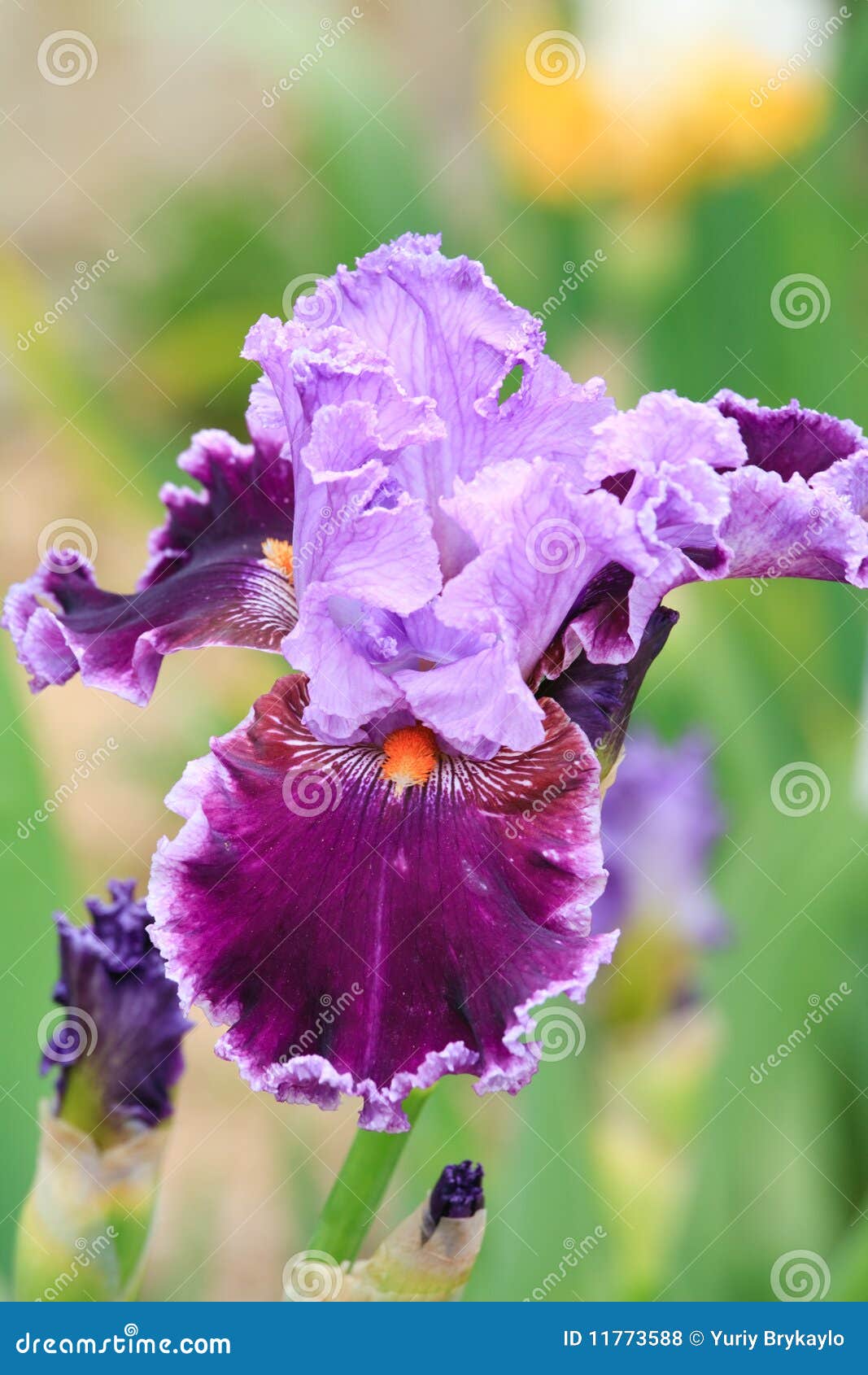 Iris flower stock photo. Image of botanical, blossom - 11773588