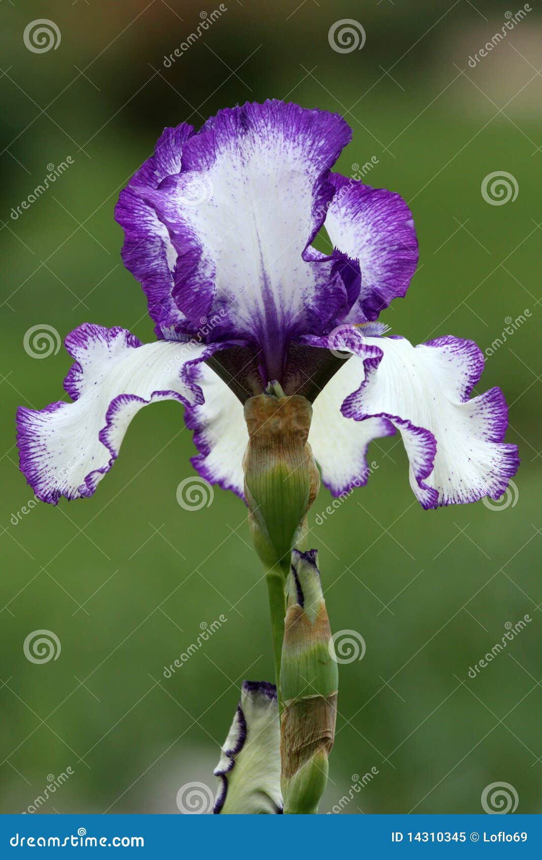 Iris flower stock image. Image of iris, stem, bloom, colour - 14310345